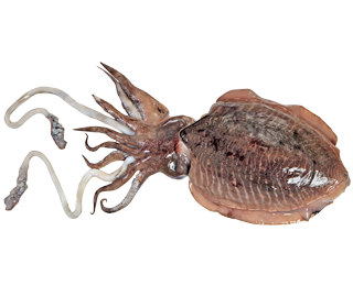 Cuttlefish Wholesalers, Suppliers and Exporters in Mumbai, India